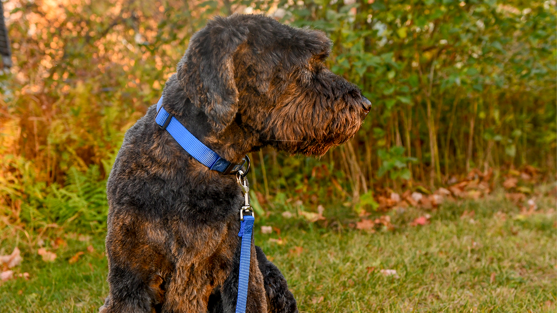 Hamilton Pet Classic Collection – Tagged "Ribbon Overlay"– BrightPet